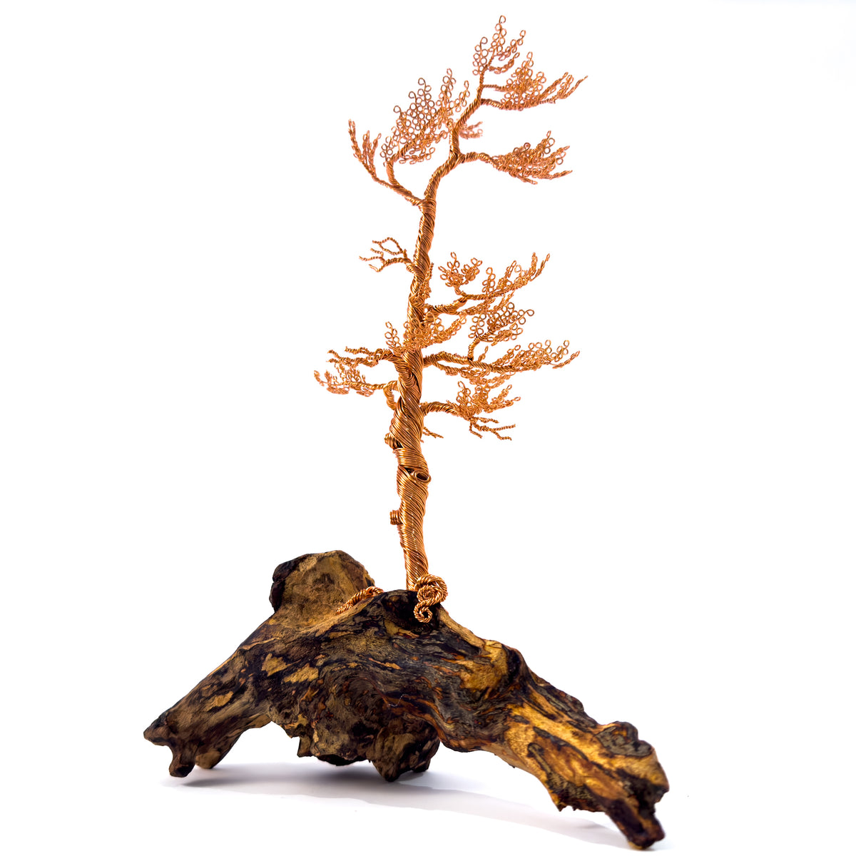 Lingering – Due North Trees