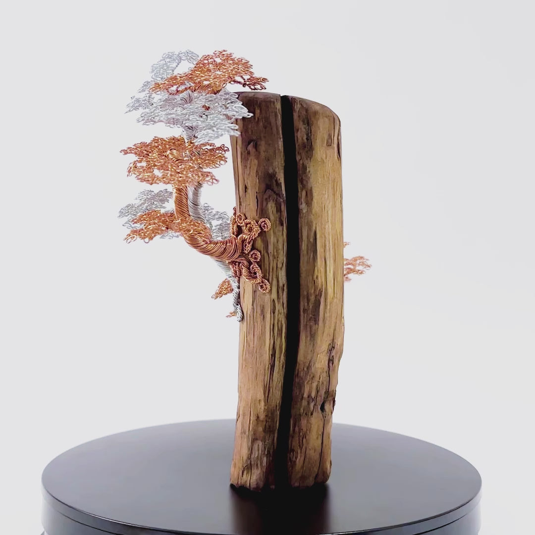 Poised – Due North Trees